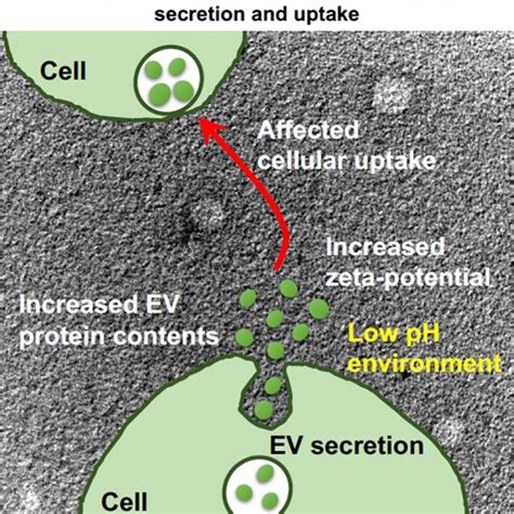 Schematic Of Our Research Findings Low Ph Affects Ev Secretion And Download Scientific Diagram