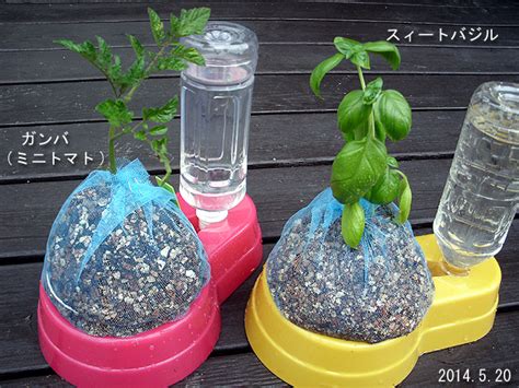ペット用補水器で実験開始 ガンババジル 水耕野菜生活イイネ