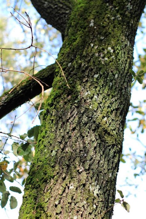 Colorful Tree Bark Texture With Fresh Moss Stock Image Image Of Organic Colossal 108396285