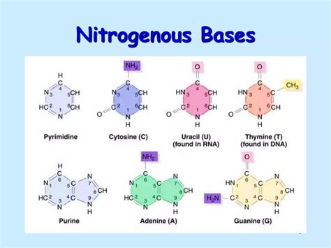 Structure Of Nucleic Acids Ppt Chemistry Science