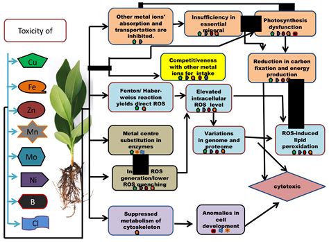 Mineral Deficiency Symptoms In Plants Biology Discussion At Jasper