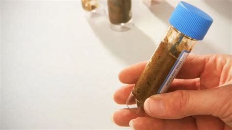 C Diff Fecal Transplant Therapy 7 Key Facts