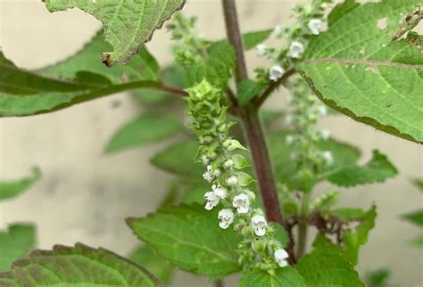 더쿠 들깨꽃튀김 난생처음보는단어 난생처음보는음식