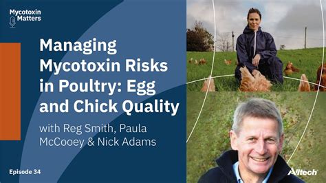 34 Managing Mycotoxin Risks In Poultry Egg And Chick Quality Paula Mccooey And Reg Smith Youtube