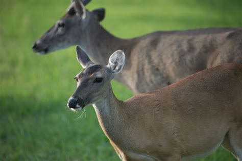 The Myth About Pre Season Sex Ratios Grand View Outdoors