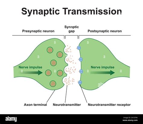 Scientific Designing Of Synapse Structure The Synaptic Transmission