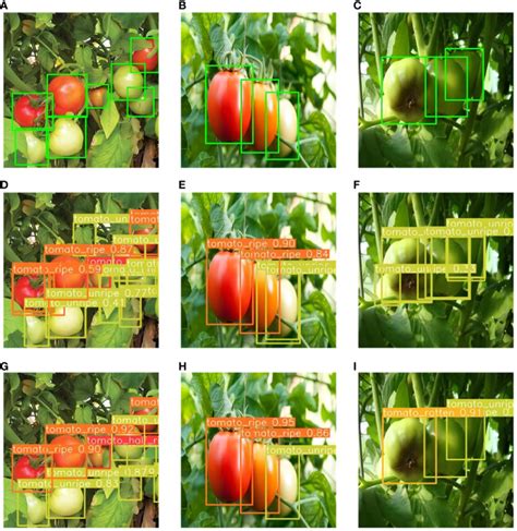 Lightweight Tomato Ripeness Detection Algorithm Based On The Improved Rt Detr Pmc