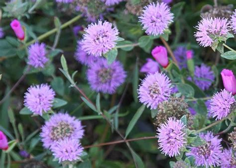 Monardella Villosa Coyote Mint