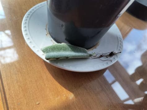 Need Help For Propagation Check Captions For My Confused Explanations