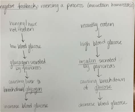 Midterm Lab Exam Flashcards Quizlet Midterm Lab Exam Flashcards Quizlet