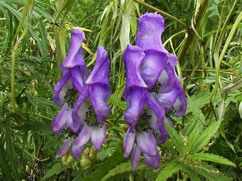 日月峡中草药063 北乌头1 中国自然保护区生物标本资源共享平台
