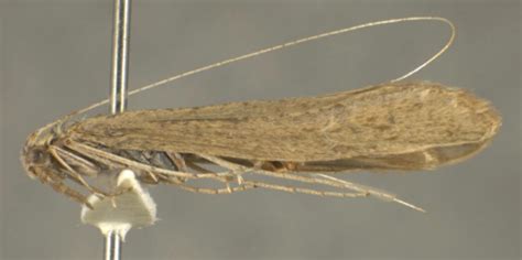 Entomology Practical 2 Flashcards Quizlet