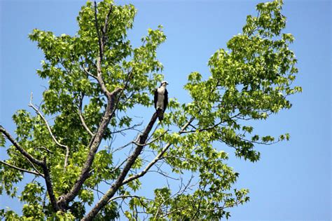 구슬눈꼬리 물수리 육식조 요리시작 시계 근처의 둥지 위로 0명에 대한 스톡 사진 및 기타 이미지 0명 2015년 매 Istock