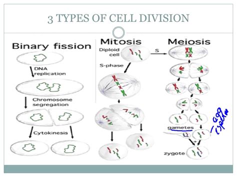 Ppt Cell Division Powerpoint Presentation Free Download Id8865606