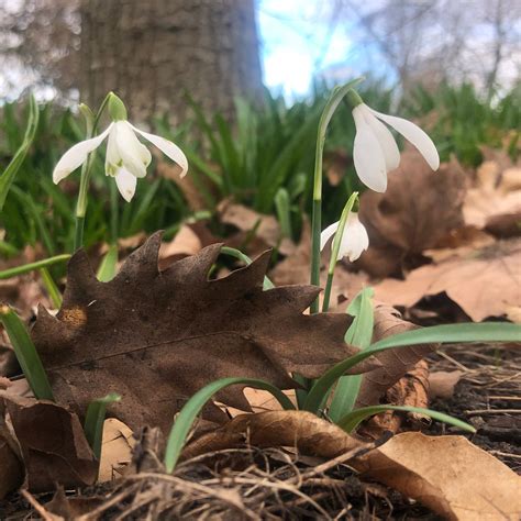 Ayurvedic Yogic Massage Lymphatic Drainage Bush Healing Centre
