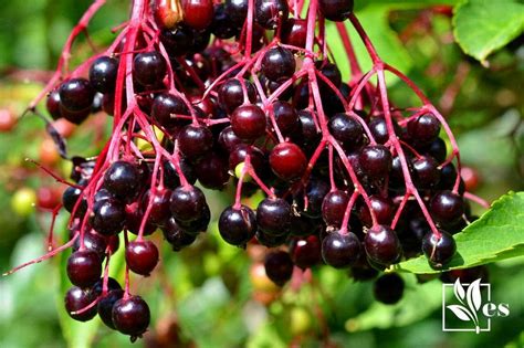 Plants That Look Like Poison Hemlock Elderberry Benefits And Dangers Hot Sex Picture