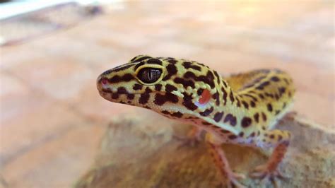 Leopard Gecko Substrate Leopard Gecko Care Packet