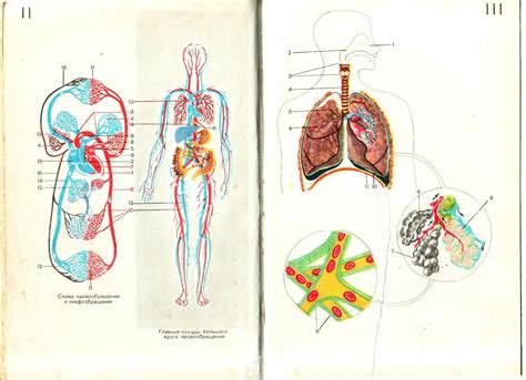 Резанова биология человека в таблицах рисунках и схемах резанова Фотоподборки 1
