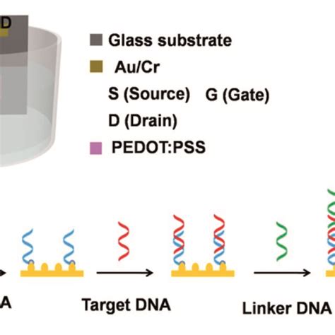 Schematic Illustration Of The Pedotpss Based Oect And The Gate