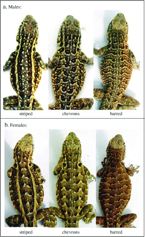 phenotypic variation in dorsal patterning in uta stansburiana a