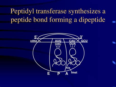 Ppt Biochemistry Powerpoint Presentation Free Download Id3916218