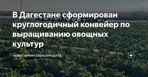 В Дагестане сформирован круглогодичный конвейер по выращиванию овощных культур Новости