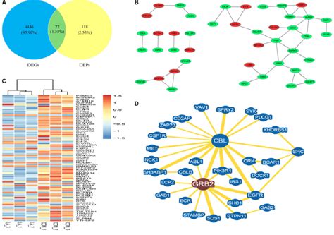 Protein Protein Interaction Network Of Deps A Venn Diagram Showing