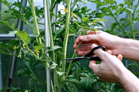 Expert Tips On Pruning Tomato Plants In Australia Ultimate Backyard