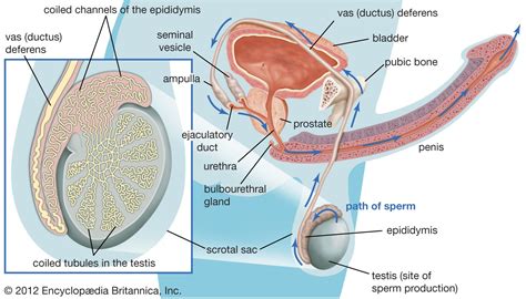 Corpus Spongiosum Penis Anatomy Britannica