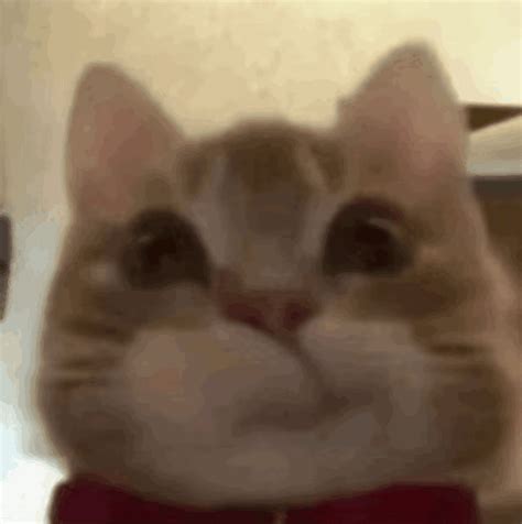 表情包 超火拽拽歪嘴小猫表情包 超全合集 知乎