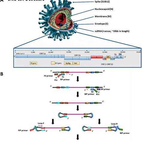 Flowchart Of A Crispr Based Sars Cov 2 Detection Technique A Workflow