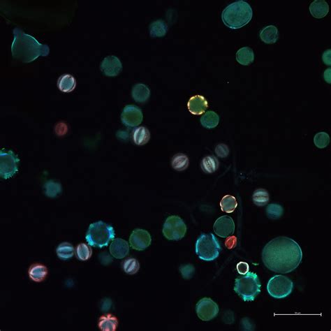 Microscopy Core Facility Hohenheim