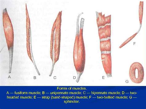 Unipennate Muscle Anatomy