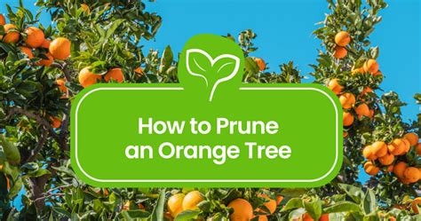 How To Prune An Orange Tree A Step By Step Guide Plant Propagation