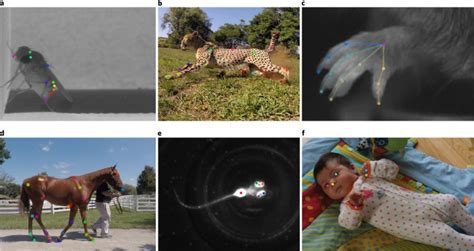 Garima Rai On Linkedin Using Deeplabcut For 3d Markerless Pose Estimation Across Species And