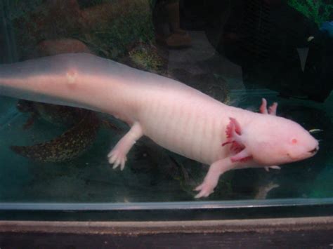 Axolotl Wikiaxolotl John Flickr