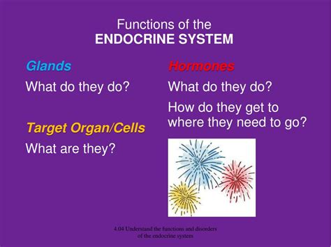 Ppt 4 04 Understand The Functions And Disorders Of The Endocrine