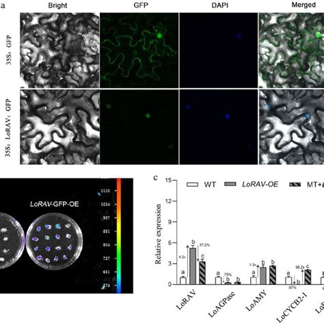 Subcellular Localization And Functional Analysis Of Lorav A Download Scientific Diagram