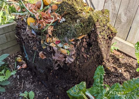 Composting For Beginners Where To Start