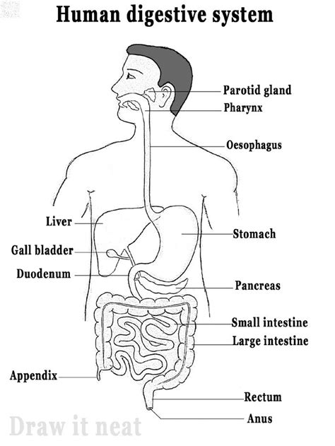 Human Digestive System Diagram And Functions