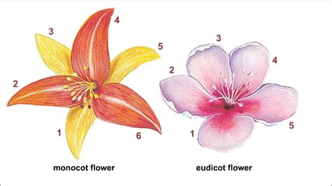 How Eudicots True Dicots Differ From Monocots Animation Youtube