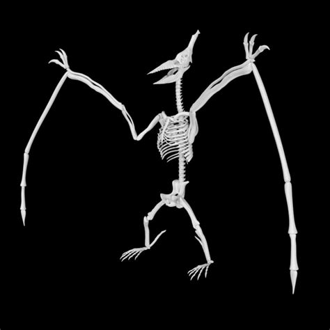 Pterosaur Skeleton