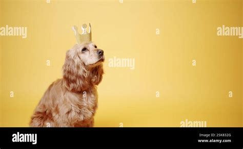 English Cocker Sits And Poses Beautifully With A Gold Crown And The Dog
