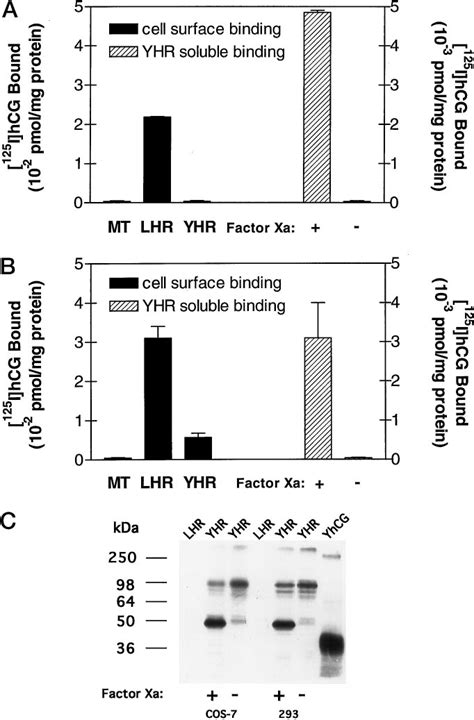 Hcg Binding In Transfected Cos 7 A And Hek 293 Cells B Specific
