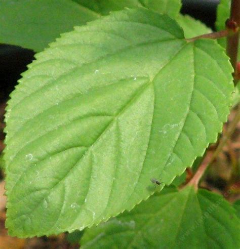 Ceanothus Sanguineus Redstem Ceanothus
