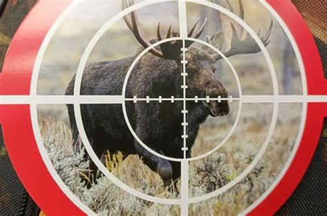 В Тверской области за незаконную охоту мужчина получил три года тюрьмы АиФ Тверь Дзен