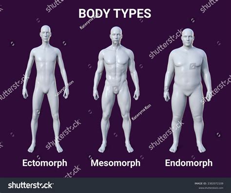 3d Illustration Male Body Showcasing Three Stock Illustration 2302072109 Shutterstock