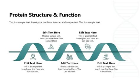 Protein Structure And Functions Presentation Diagram Ppt Slide Slidemodel