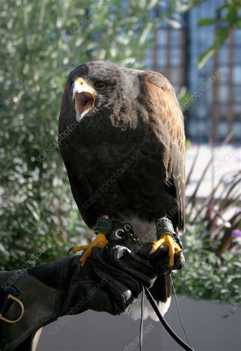 Harris Hawk Stock Image C0585617 Science Photo Library