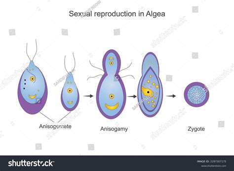 Sexual Reproduction On Algaeanisogamy Processanisogamete Zygote Stock Vector Royalty Free